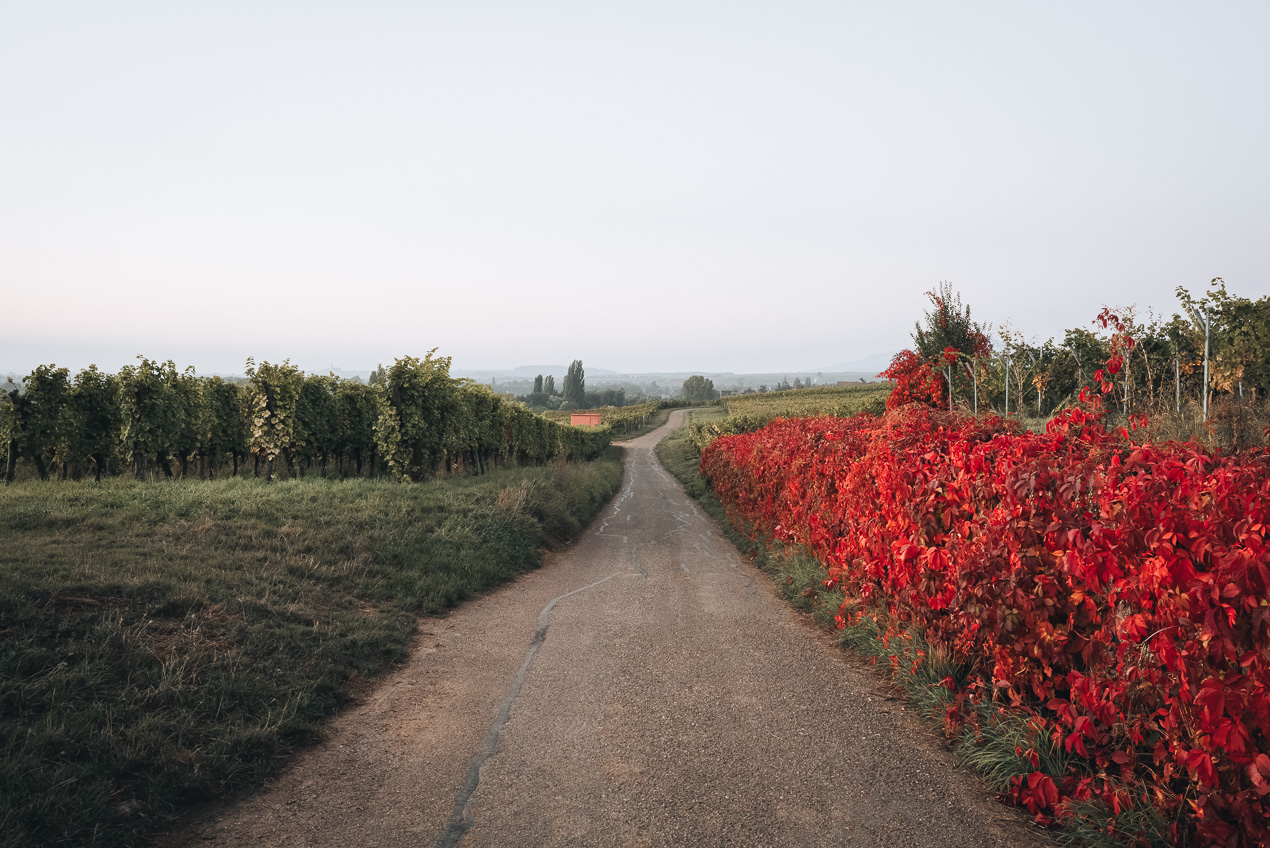 6 Best Ways to Get from Strasbourg to Colmar