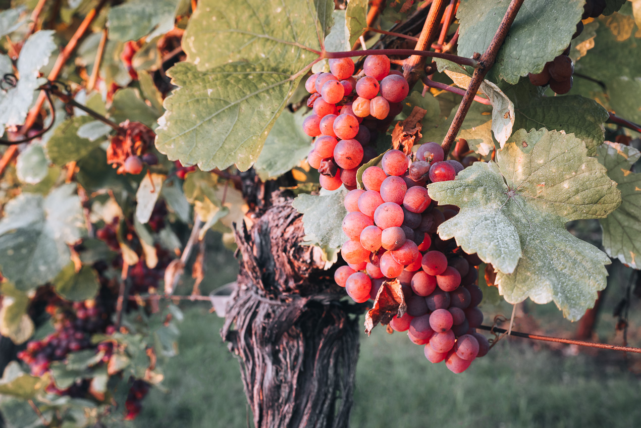 Best Time to Visit Alsace, France (A Local’s Guide)