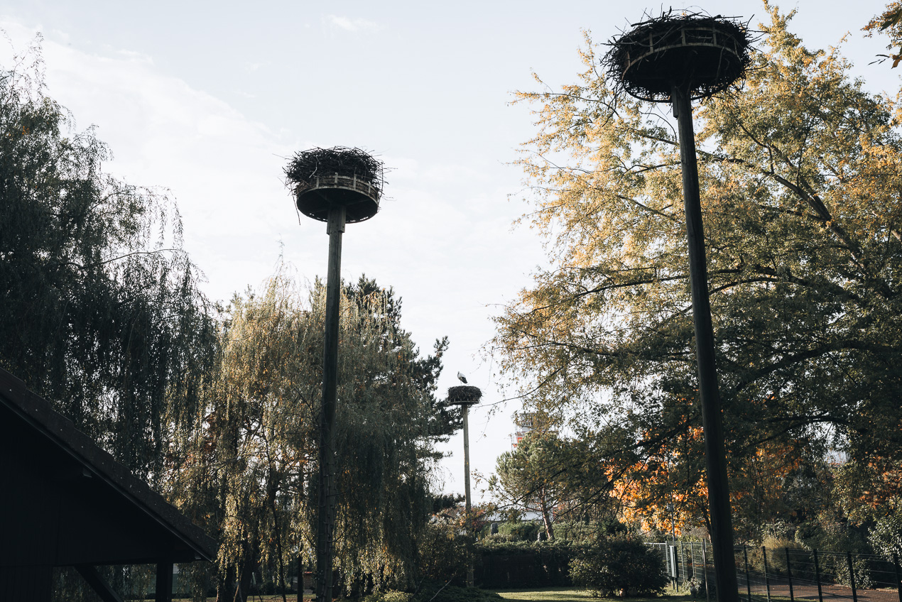 What is Alsace Famous For? 17 Things You Won’t Want to Miss